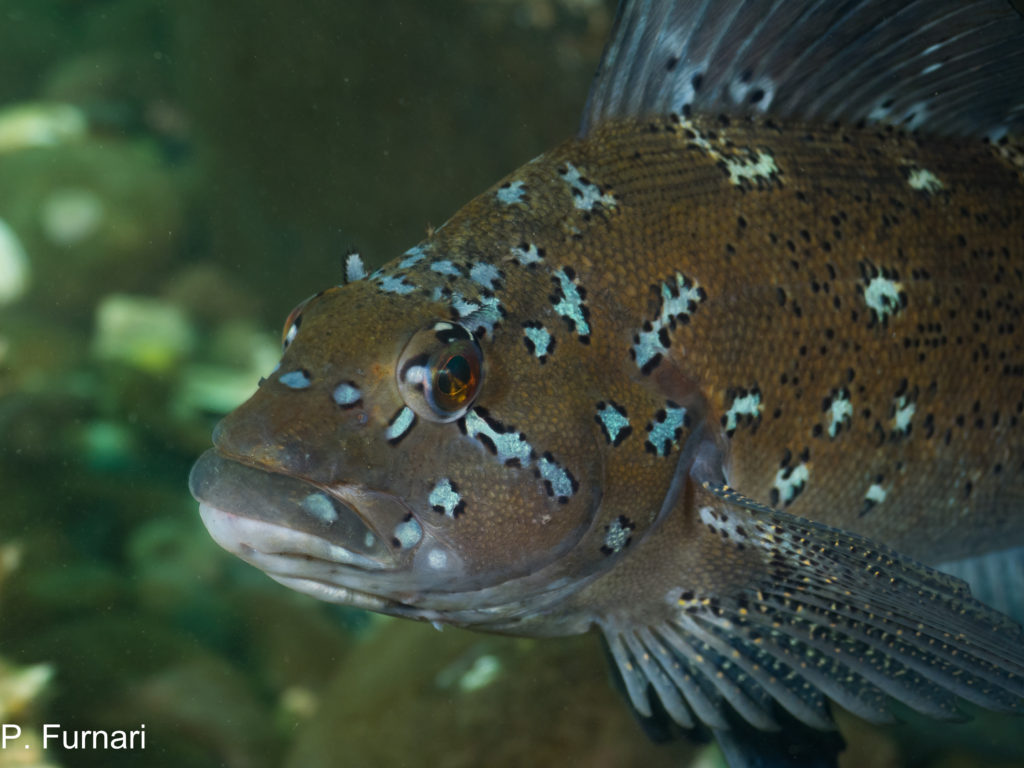 Whidbey Island Critter Collection - Eugene Dive Club